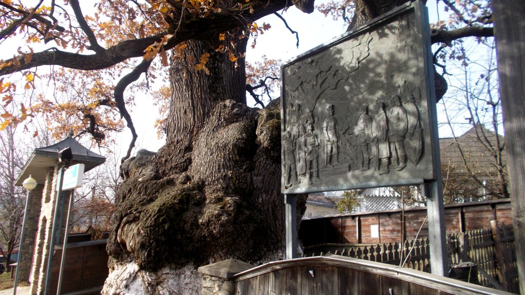 Stejarul de la Cajvana | Dragusanul.ro